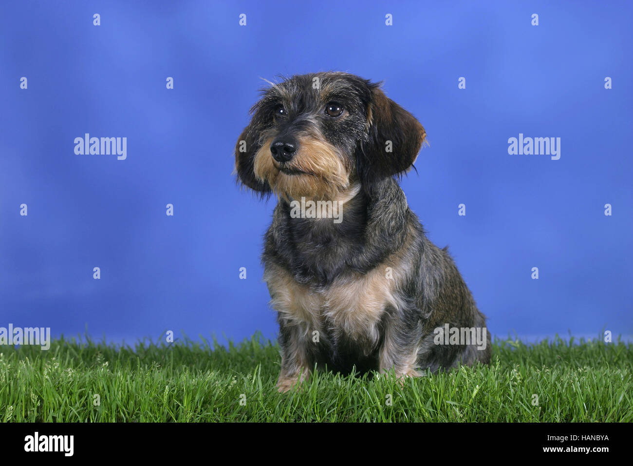 Deutsch drahthaar -Fotos und -Bildmaterial in hoher Auflösung – Alamy
