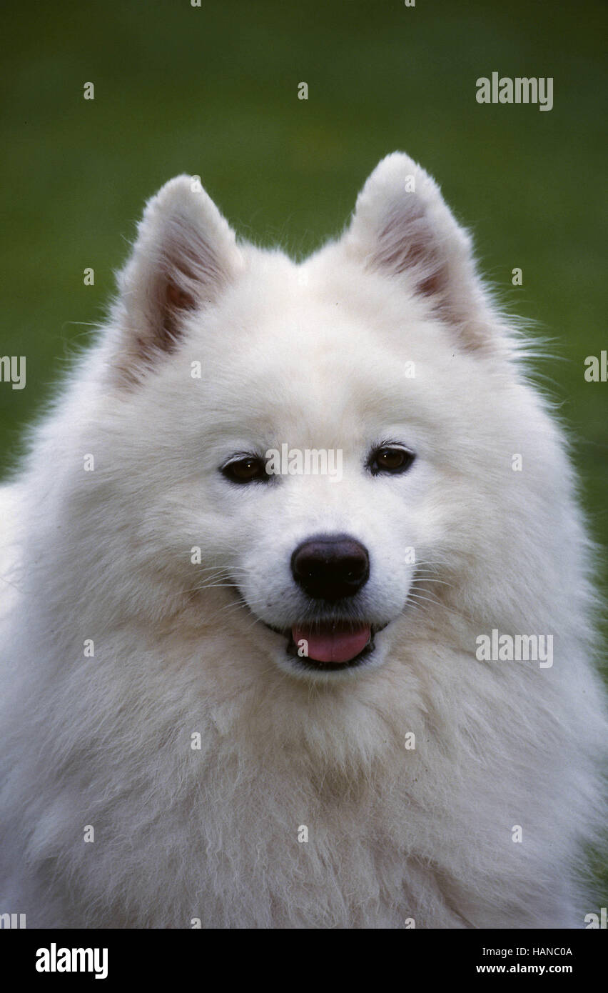 Samojede hund -Fotos und -Bildmaterial in hoher Auflösung – Alamy