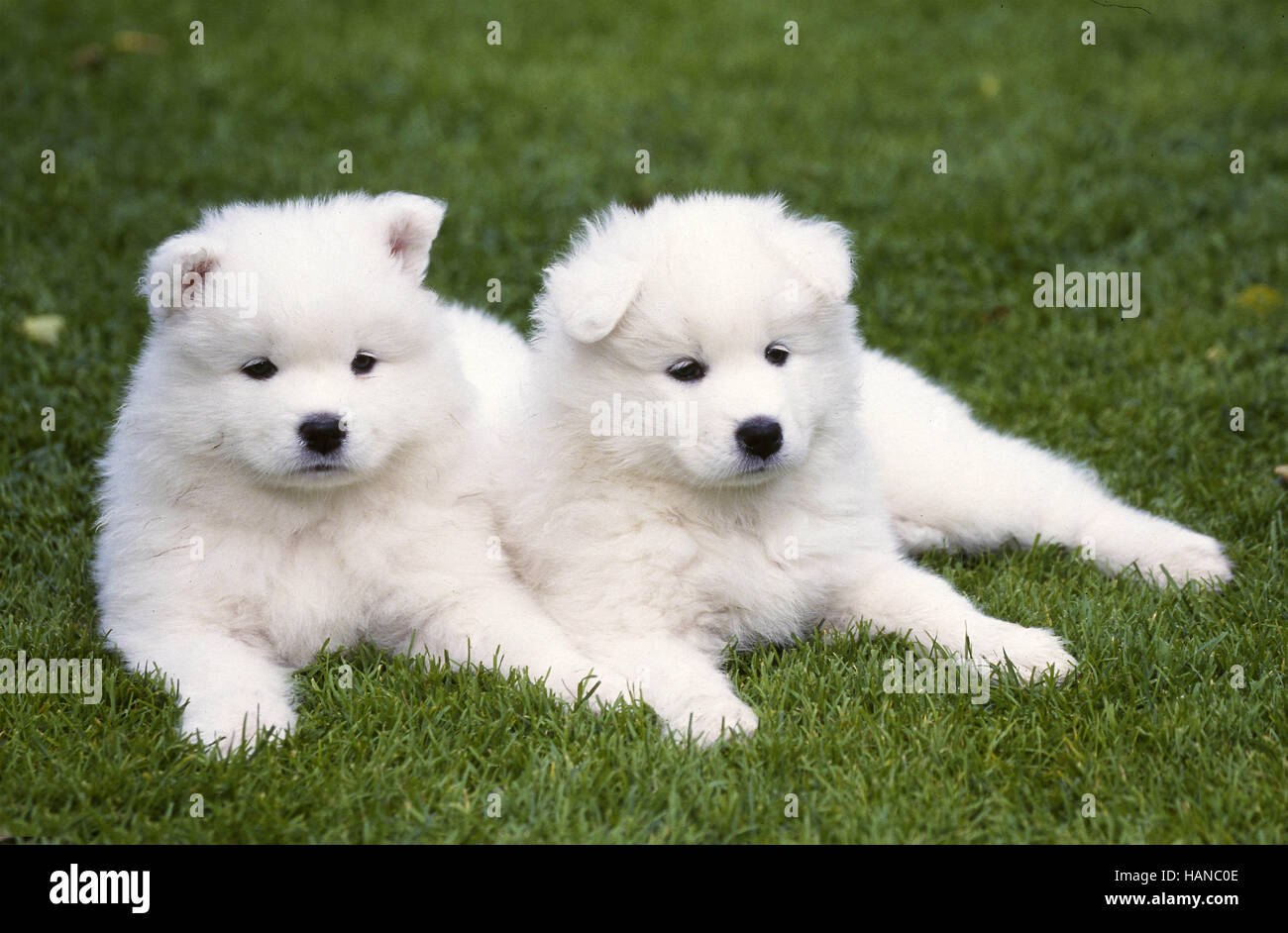 Samojede hund -Fotos und -Bildmaterial in hoher Auflösung – Alamy