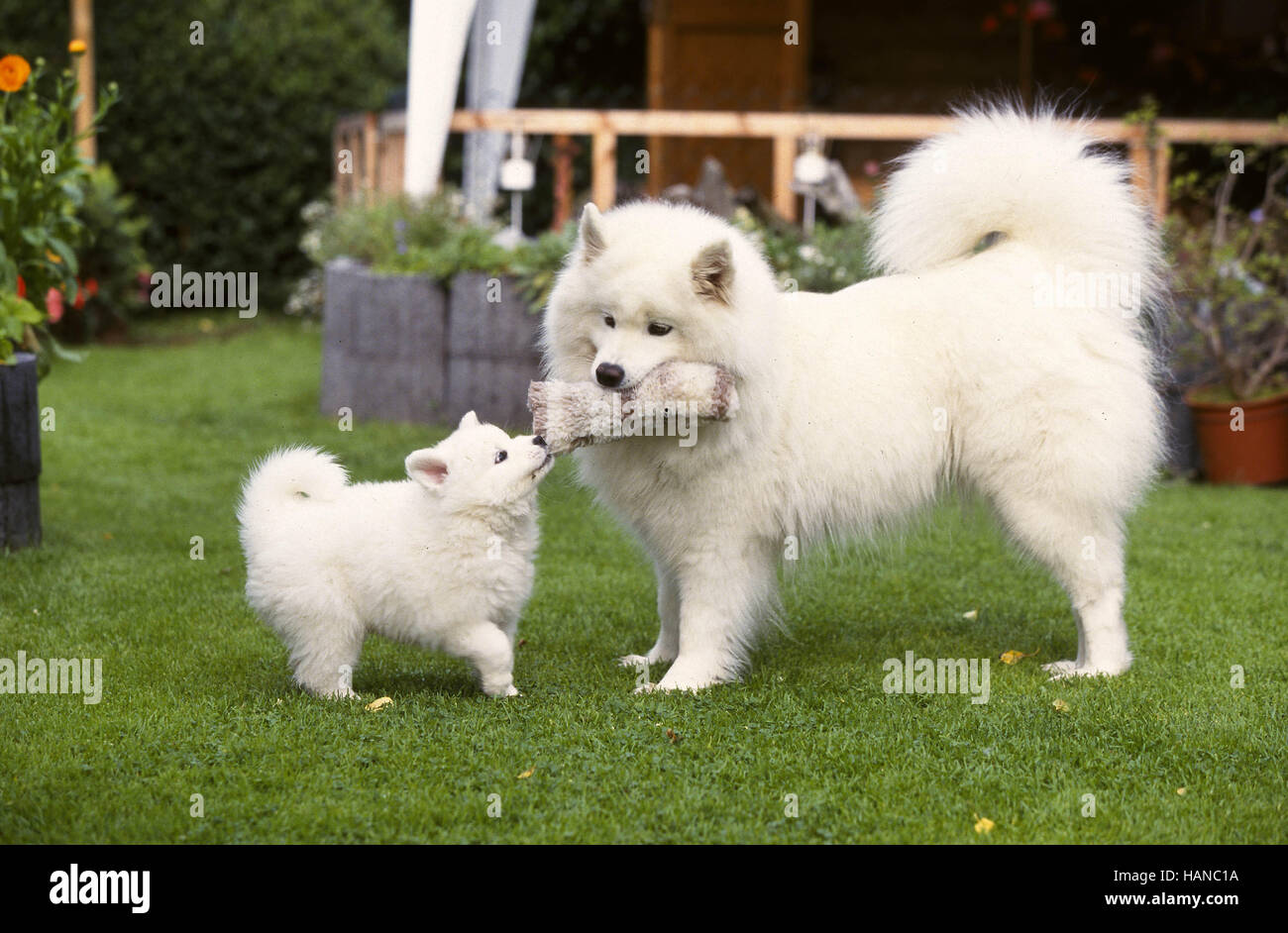 Samojede hund -Fotos und -Bildmaterial in hoher Auflösung – Alamy
