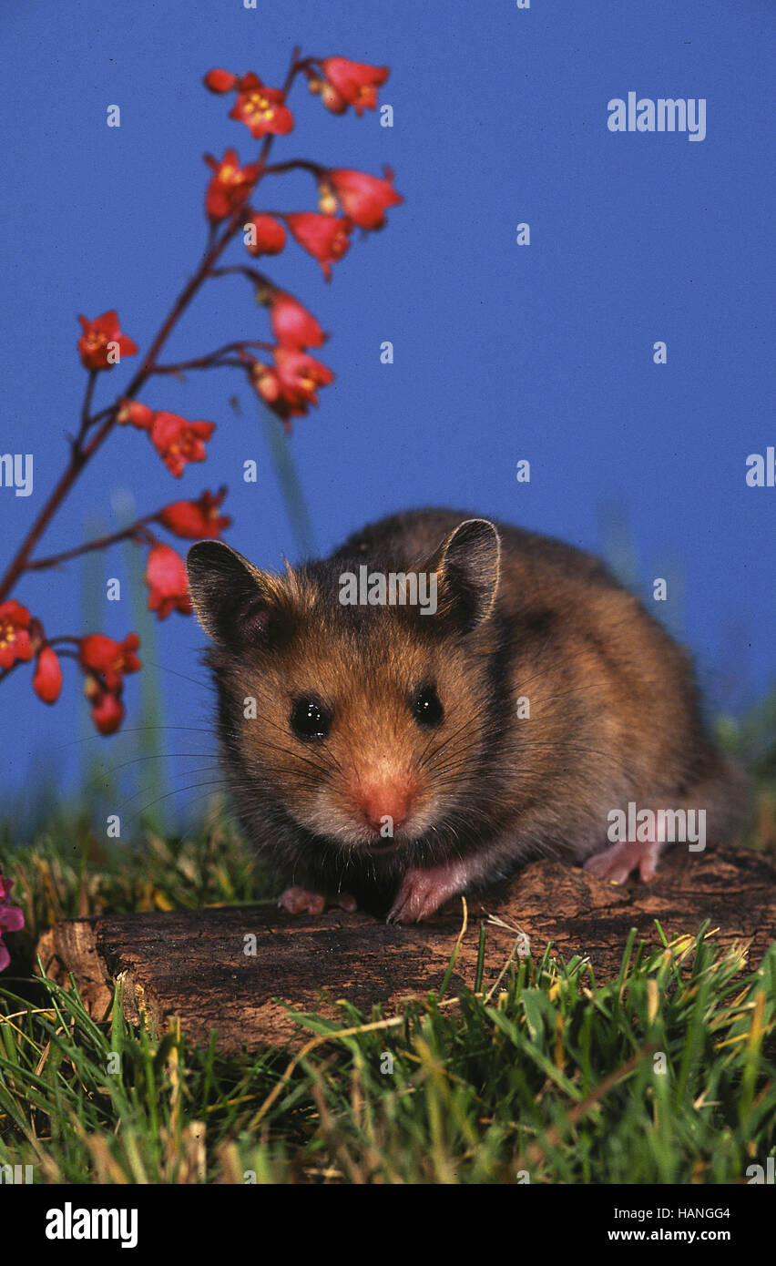 Gold hamster -Fotos und -Bildmaterial in hoher Auflösung – Alamy