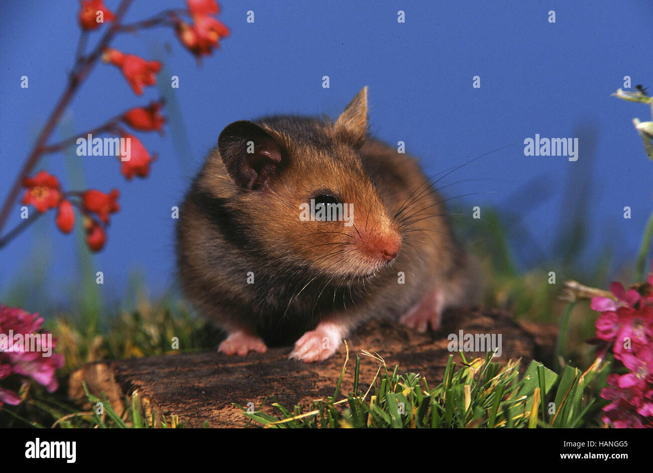 Golden hamster -Fotos und -Bildmaterial in hoher Auflösung – Alamy