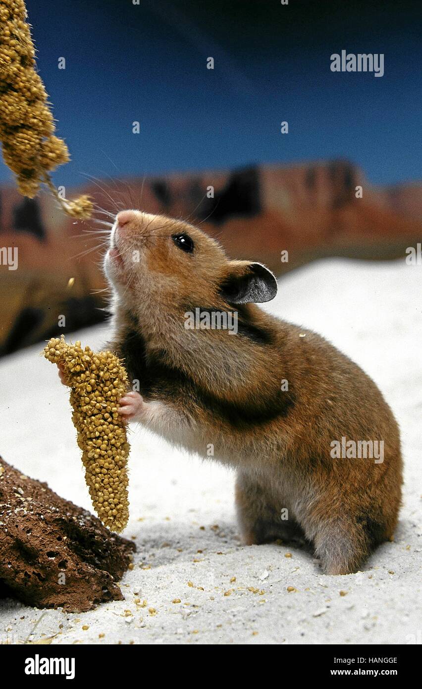 Golden hamster mesocricetus auratus eating -Fotos und -Bildmaterial in ...