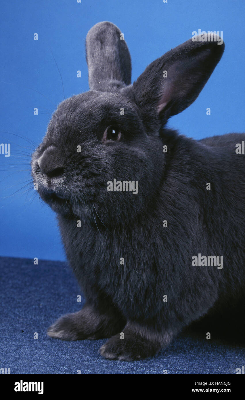 Wiener hase -Fotos und -Bildmaterial in hoher Auflösung – Alamy