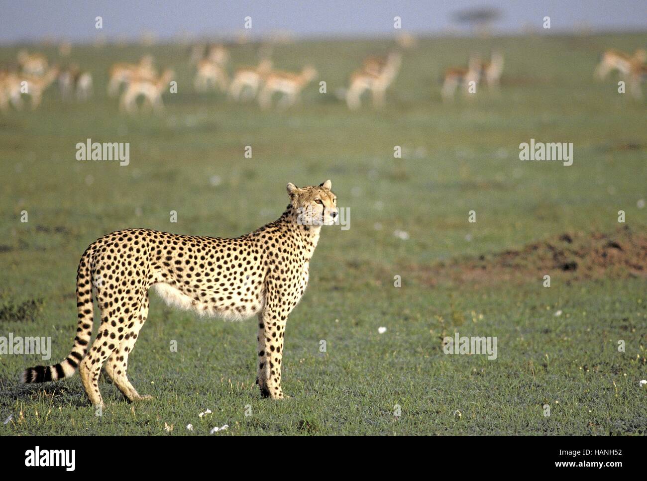Gepard verfolgung -Fotos und -Bildmaterial in hoher Auflösung – Alamy