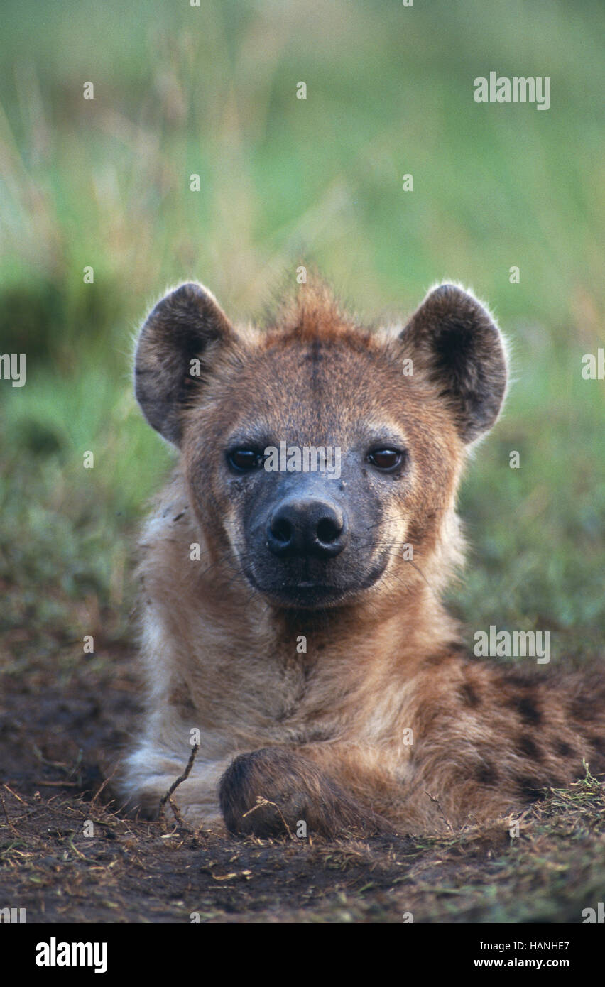 Hyena spotted hyena crocuta crocuta hyaene hyaenen hyenas -Fotos und ...