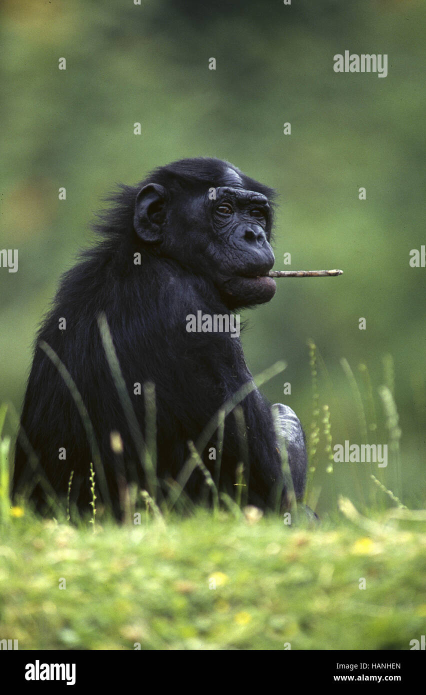 Tiere bonobo -Fotos und -Bildmaterial in hoher Auflösung – Alamy