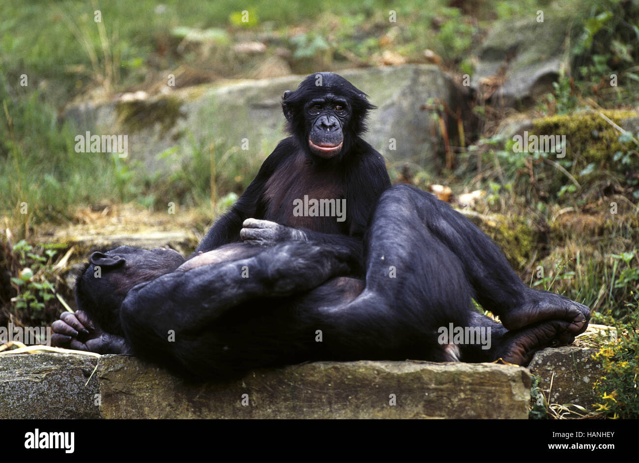 Tiere bonobo -Fotos und -Bildmaterial in hoher Auflösung – Alamy