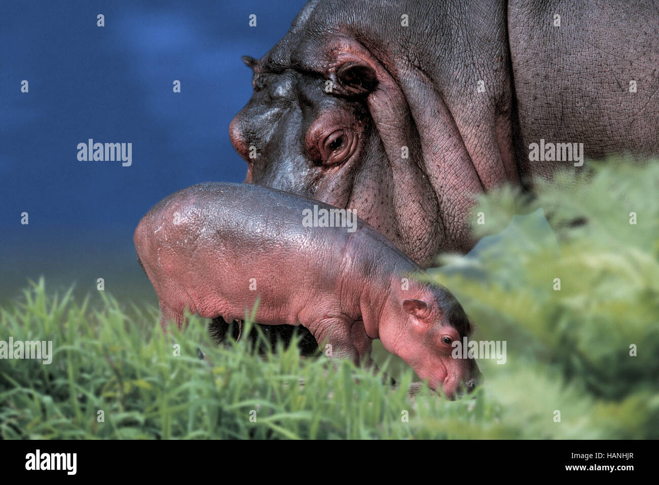 Nilpferd mutter und jung -Fotos und -Bildmaterial in hoher Auflösung ...