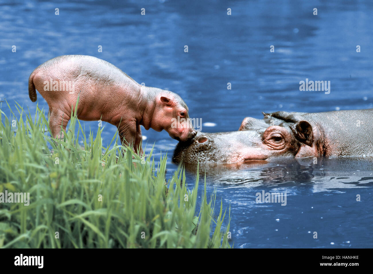 Bild nilpferd -Fotos und -Bildmaterial in hoher Auflösung – Alamy