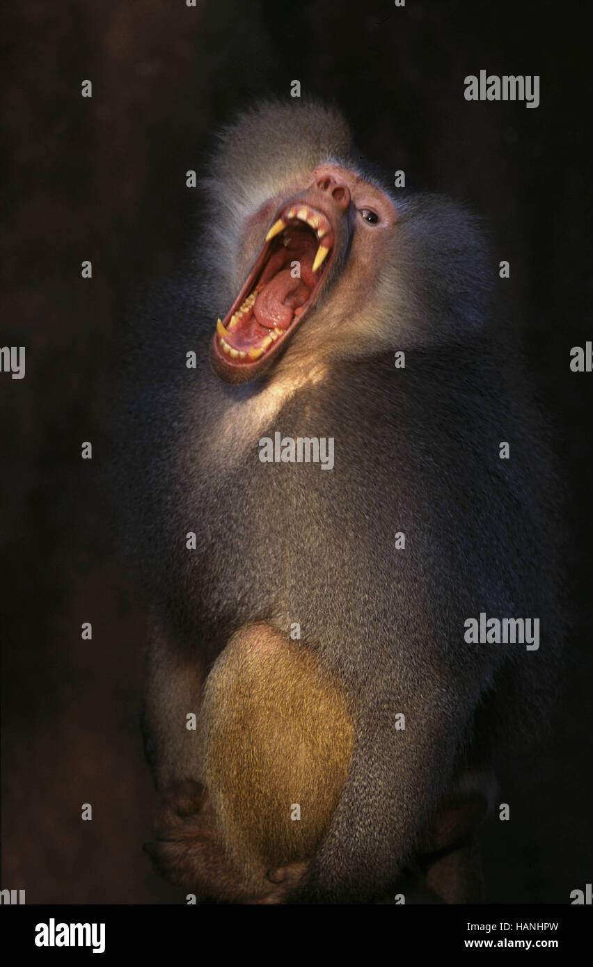 Heiliger pavian papio -Fotos und -Bildmaterial in hoher Auflösung – Alamy