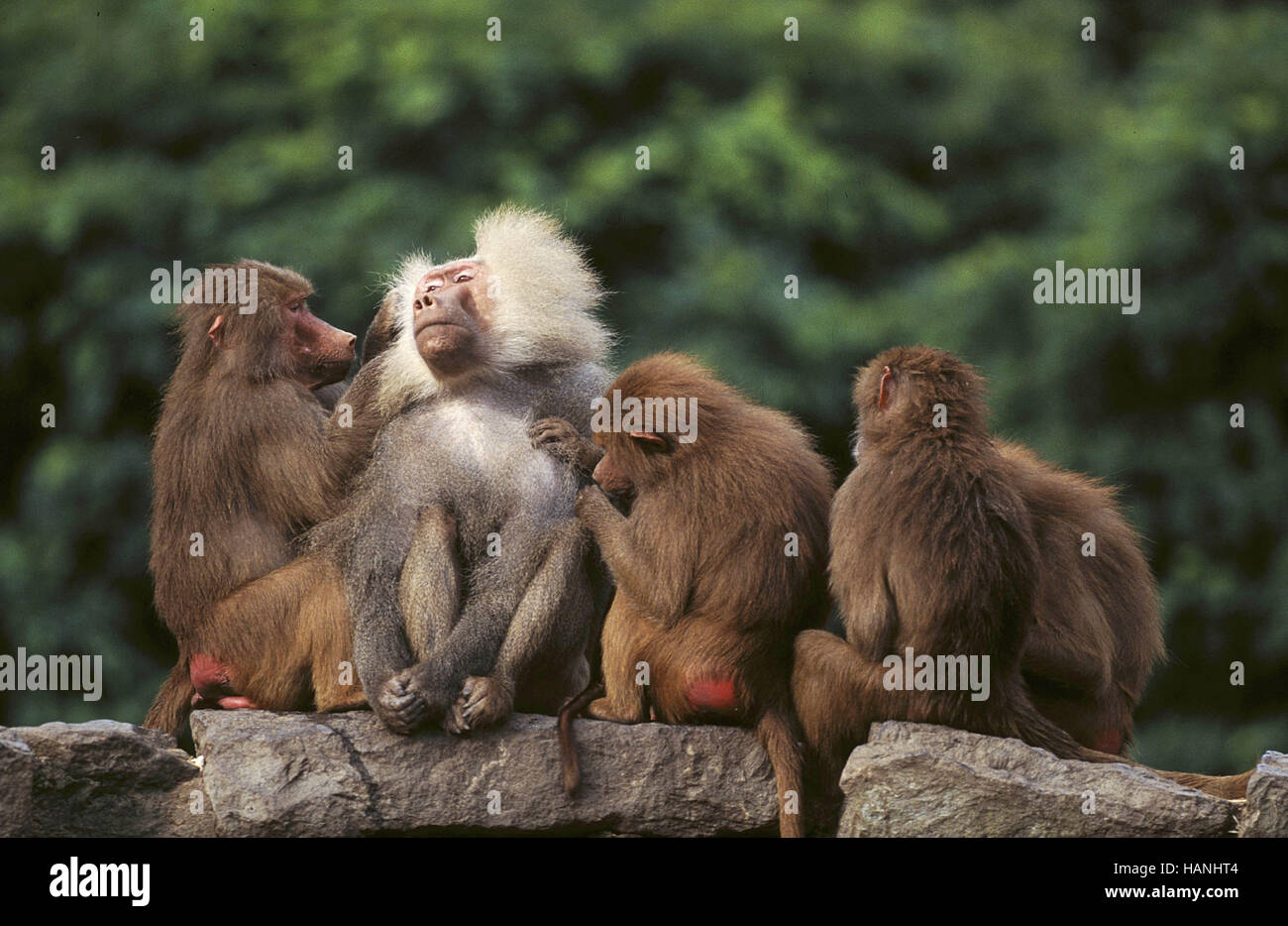Lustiger pavian -Fotos und -Bildmaterial in hoher Auflösung – Alamy