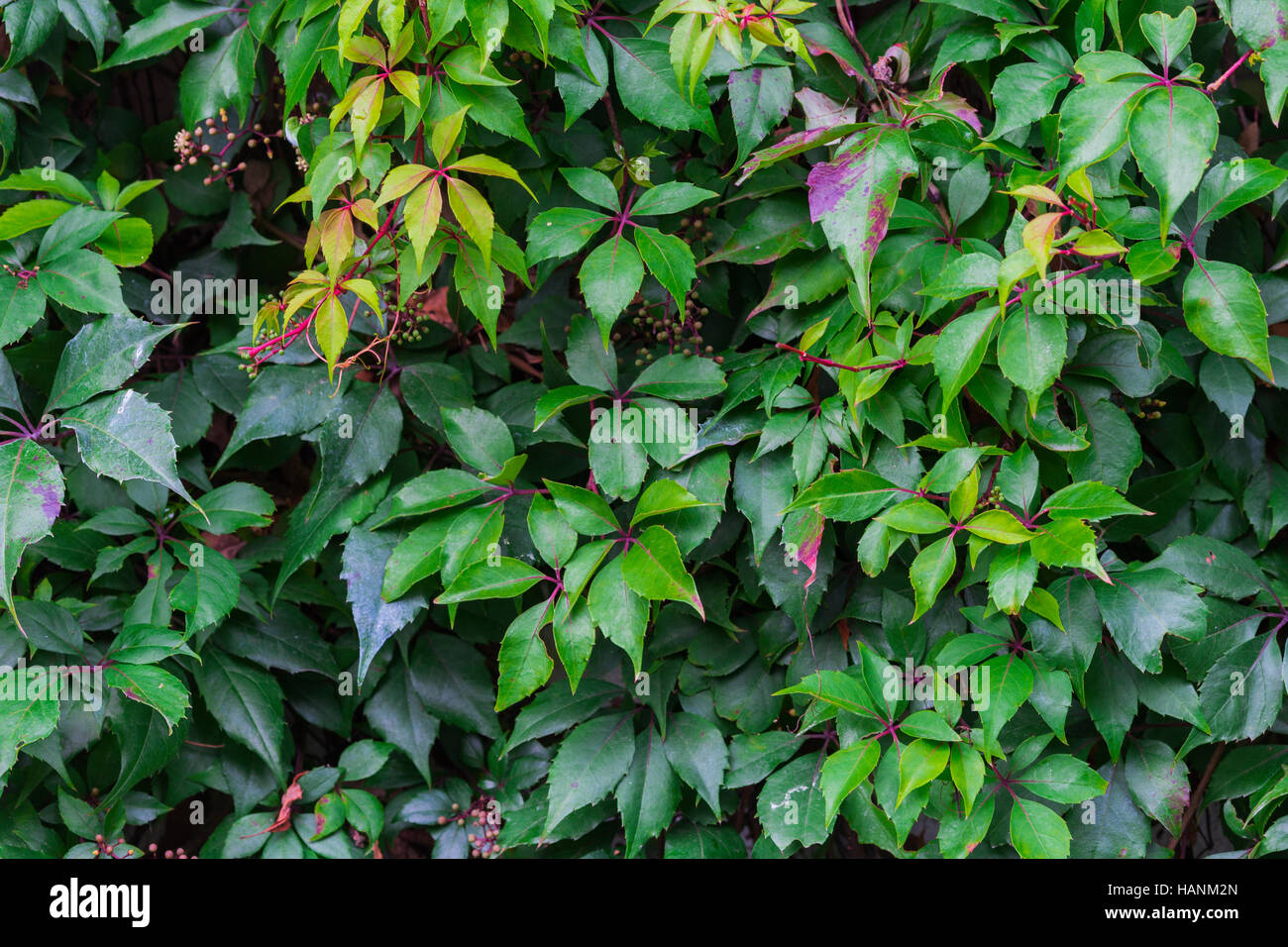 Englisches efeublatt -Fotos und -Bildmaterial in hoher Auflösung – Alamy