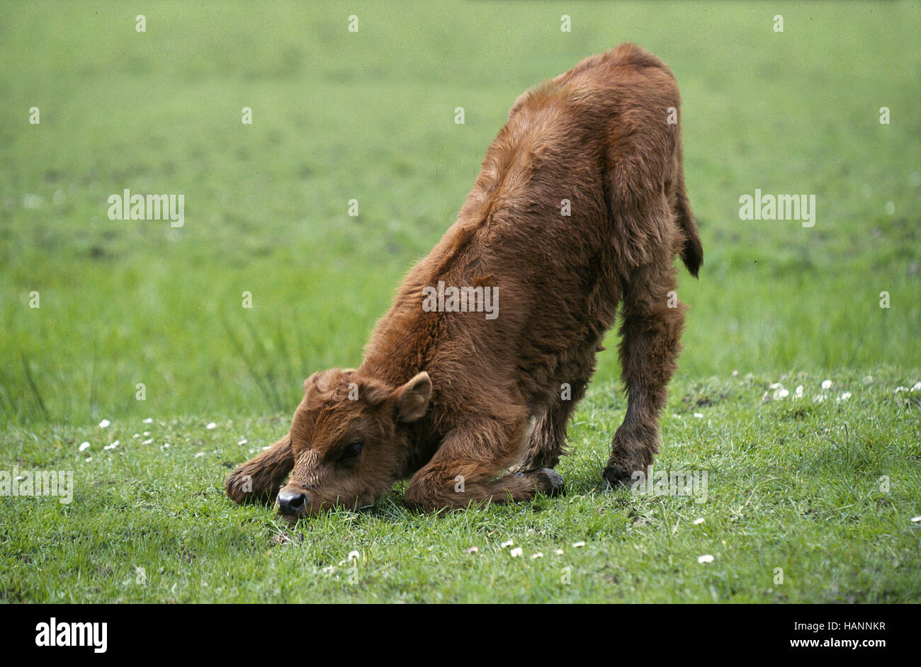 Auerochs bos primigenius ur auerochse Stockfotos und -bilder Kaufen - Alamy