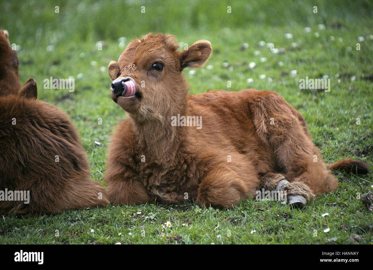 Auerochs bos primigenius ur auerochse Stockfotos und -bilder Kaufen - Alamy