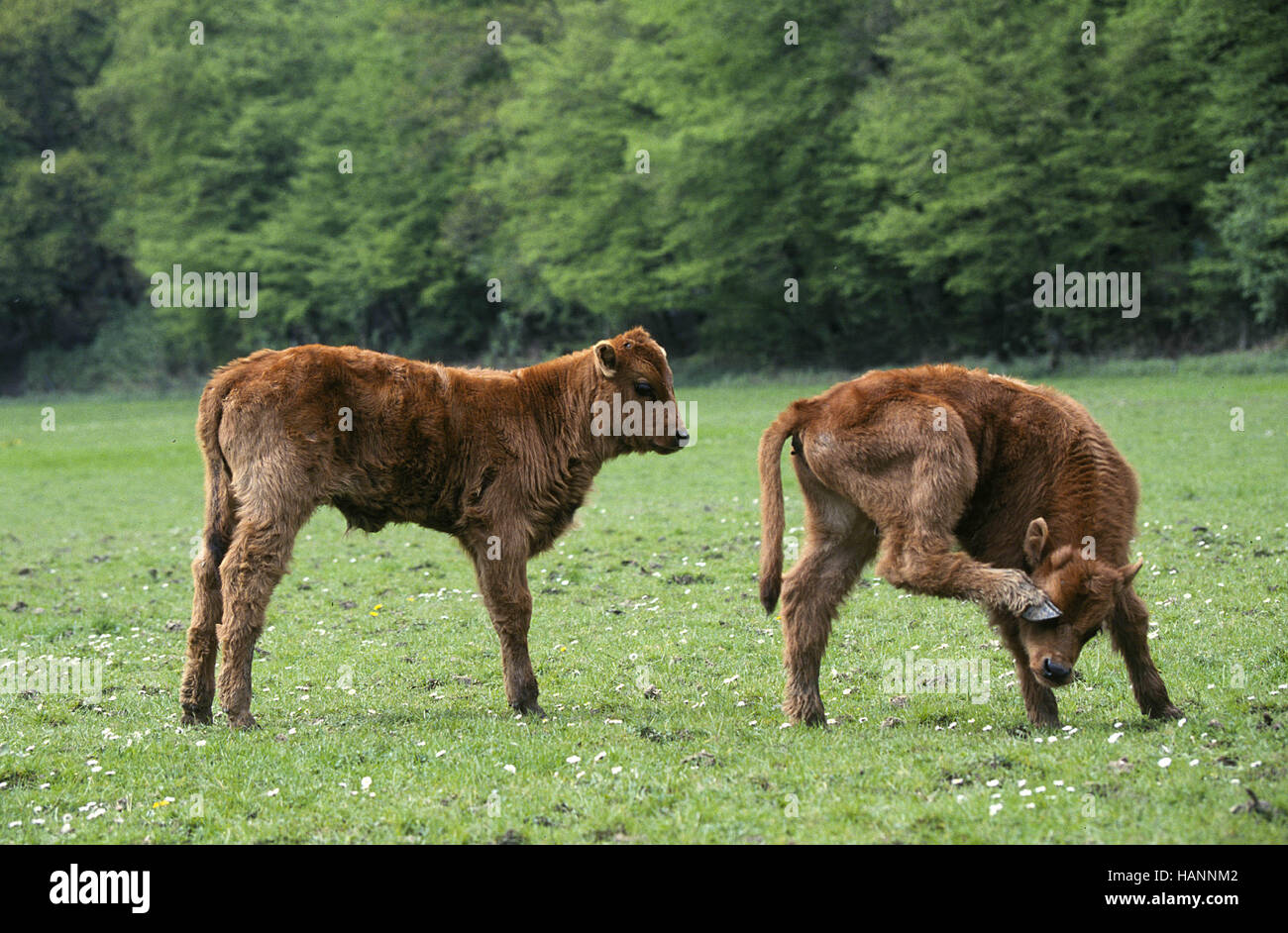 Auerochs bos primigenius ur auerochse -Fotos und -Bildmaterial in hoher ...