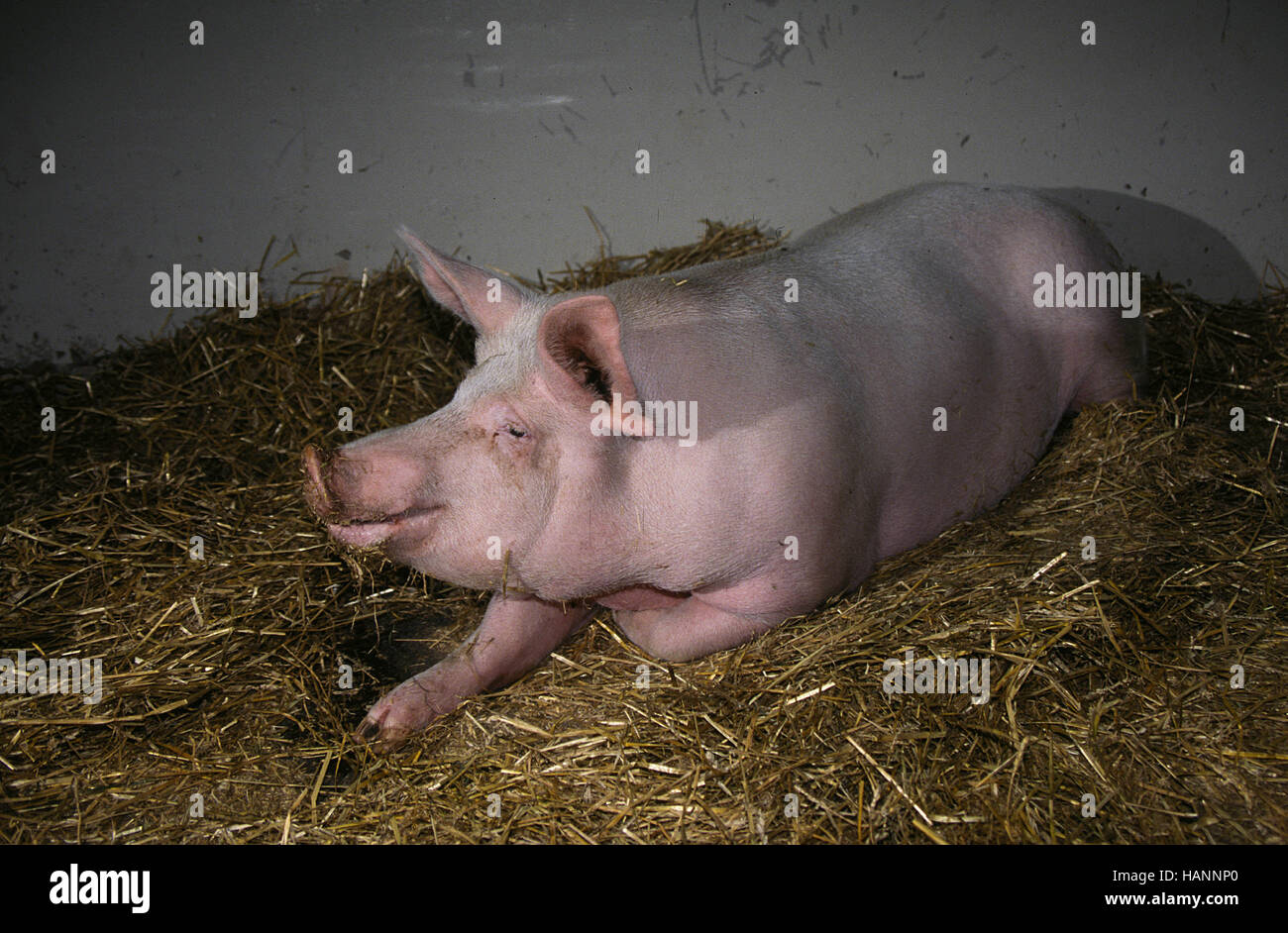 Domestiziertes schwein -Fotos und -Bildmaterial in hoher Auflösung – Alamy