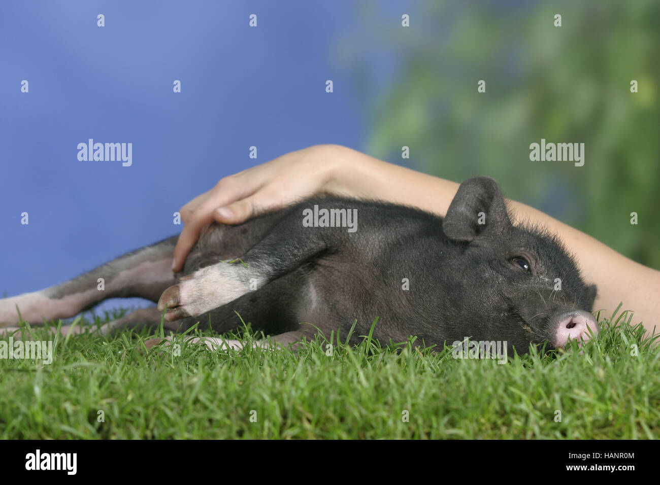 Miniature pig -Fotos und -Bildmaterial in hoher Auflösung – Alamy