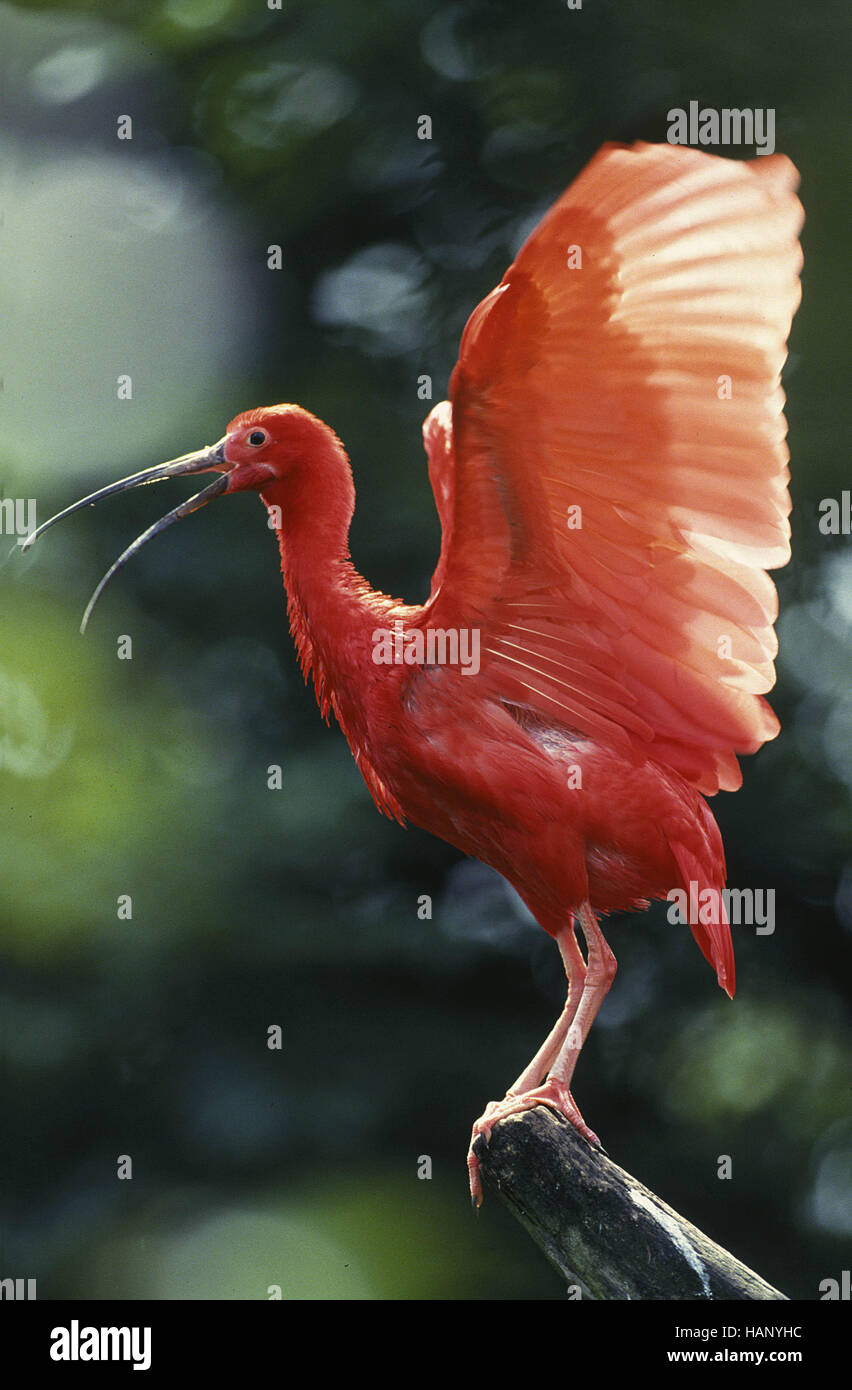 Roter ibis -Fotos und -Bildmaterial in hoher Auflösung – Alamy
