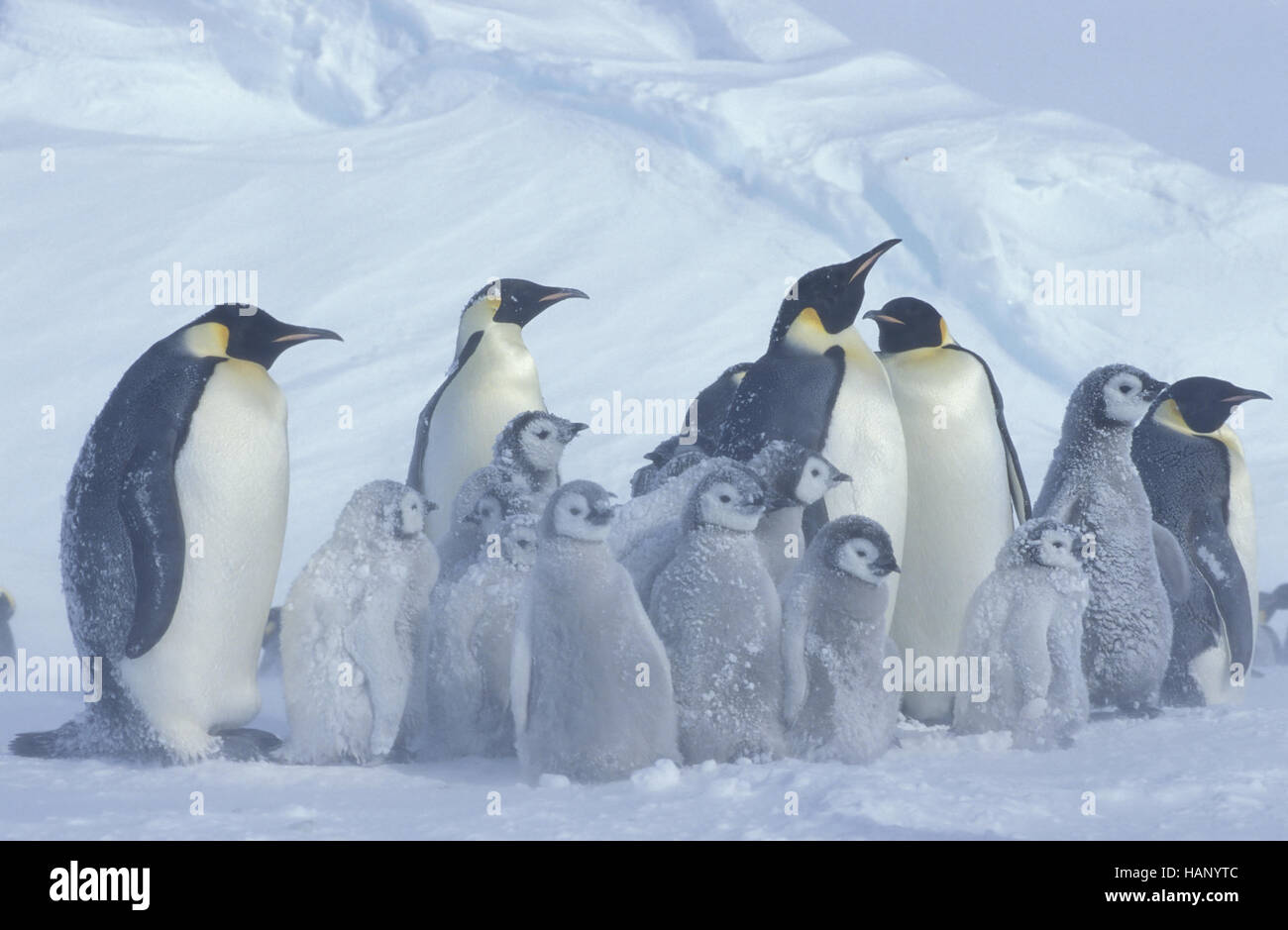 Kaiserpinguin kreis -Fotos und -Bildmaterial in hoher Auflösung – Alamy