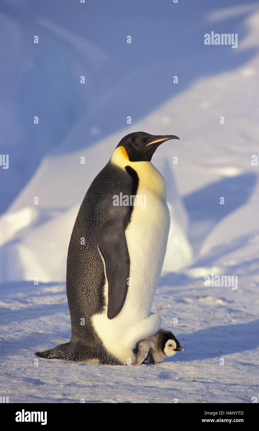 Kaiserpinguin kreis -Fotos und -Bildmaterial in hoher Auflösung – Alamy