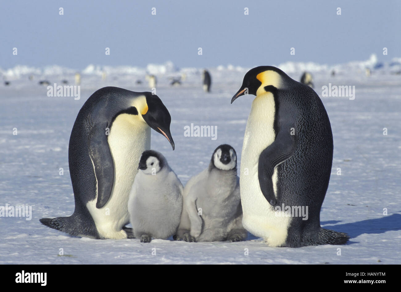 Pingu the penguin -Fotos und -Bildmaterial in hoher Auflösung – Alamy