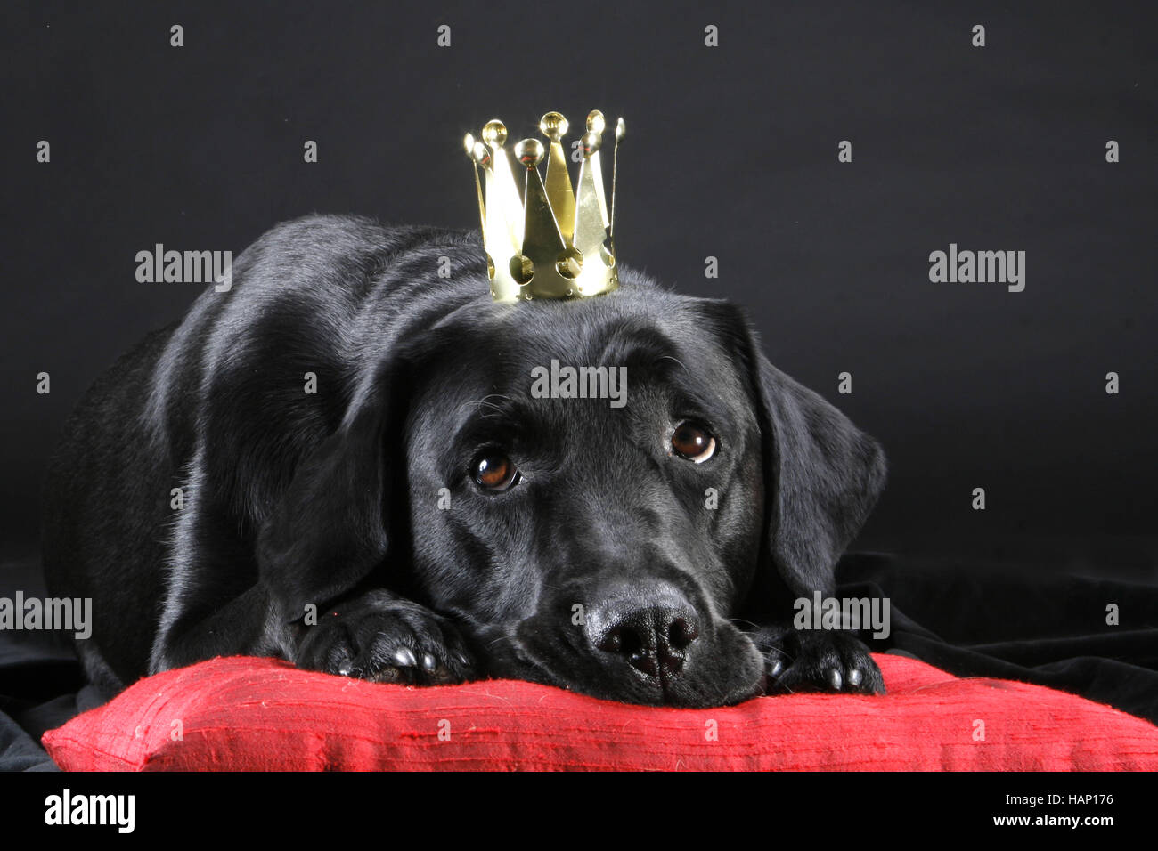 Schwarzer Labrador, schwarzer Labrador Hund Stockfotografie - Alamy