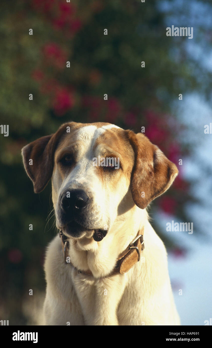 Mastin espanol -Fotos und -Bildmaterial in hoher Auflösung – Alamy