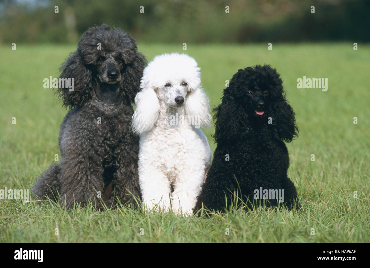 Pudelh -Fotos und -Bildmaterial in hoher Auflösung – Alamy