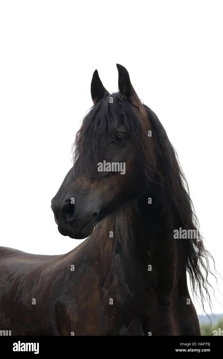Friesen pferd -Fotos und -Bildmaterial in hoher Auflösung – Alamy