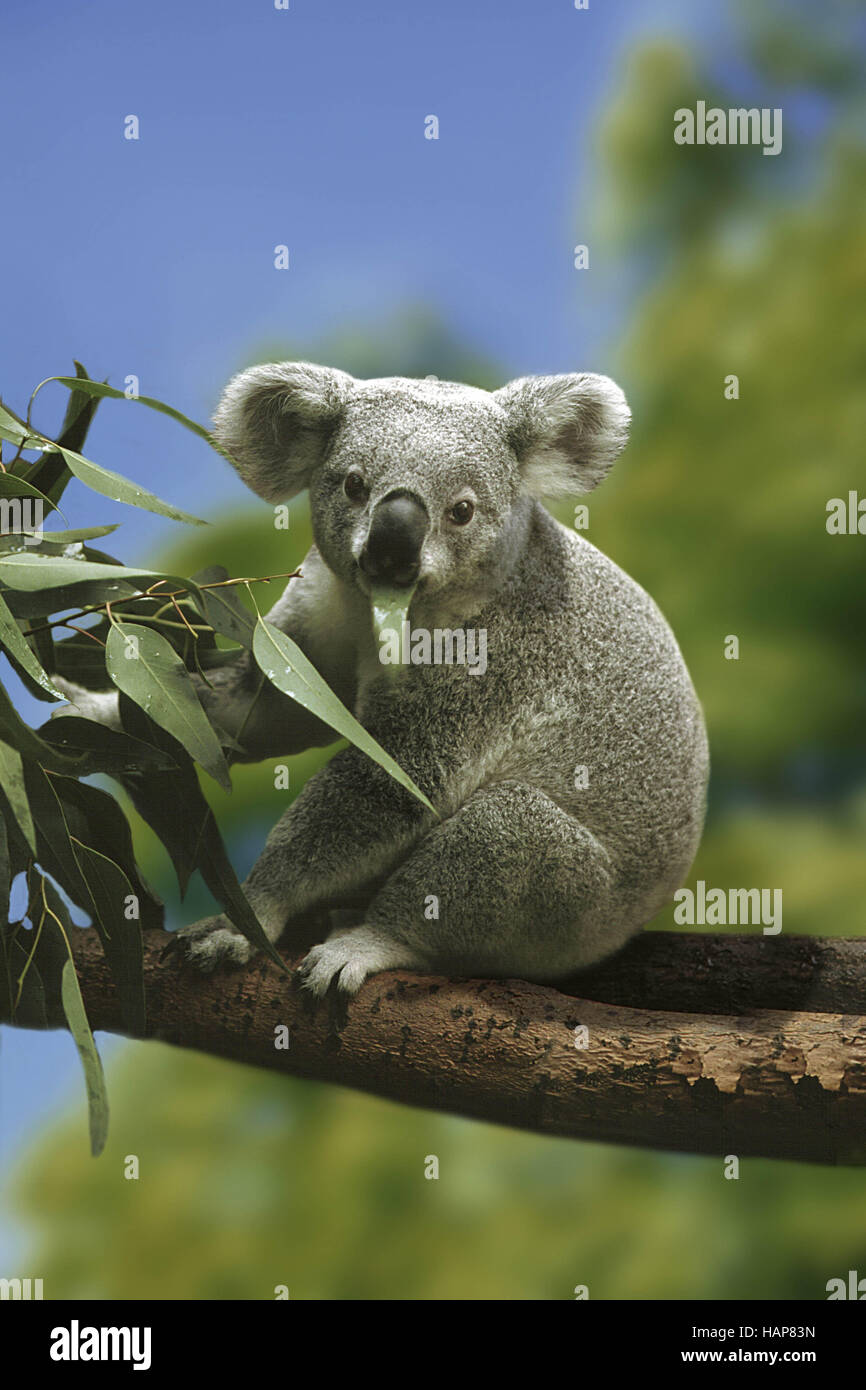 Koala food -Fotos und -Bildmaterial in hoher Auflösung – Alamy