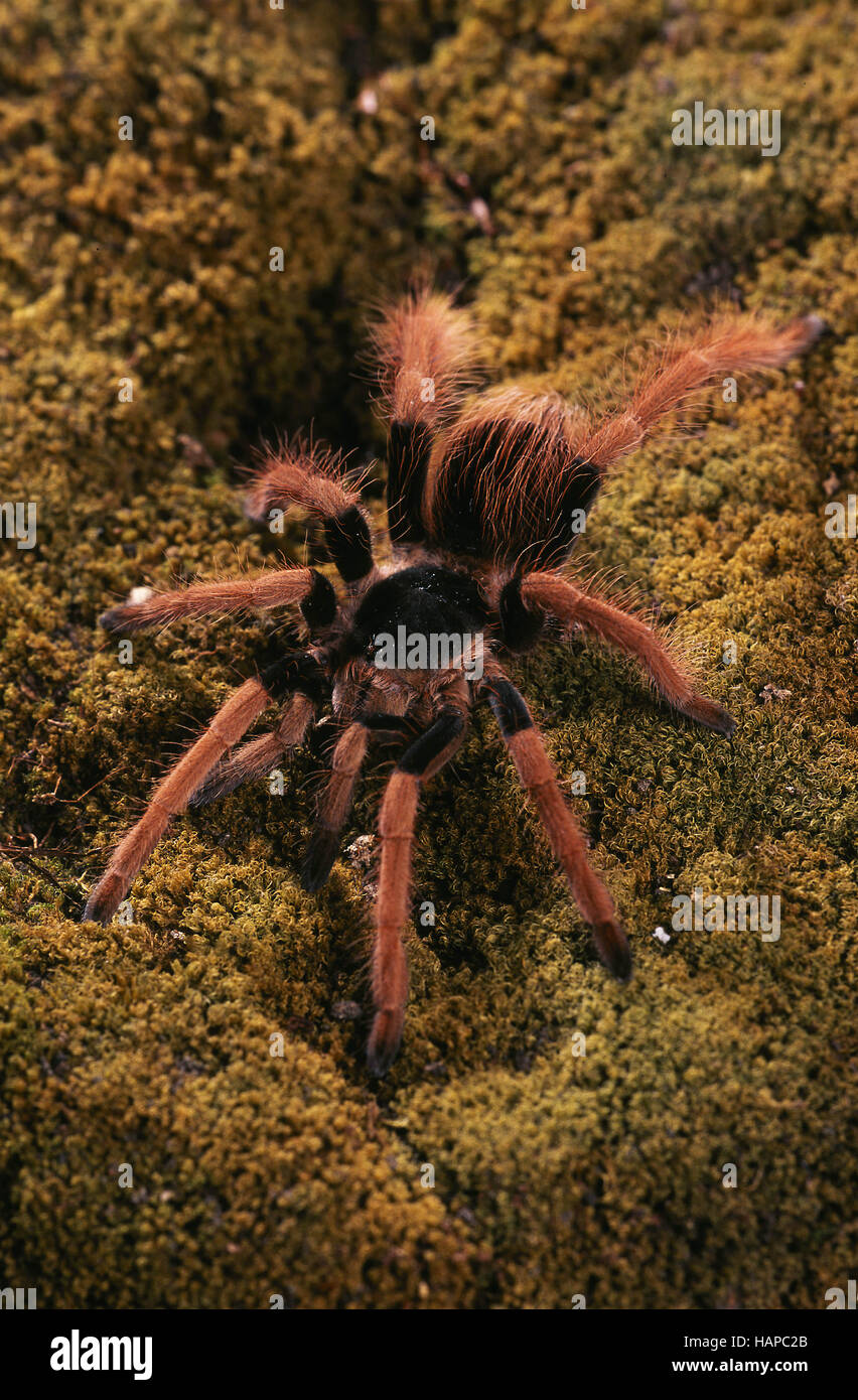 Vogelspinne Terrarium Stockfotos und -bilder Kaufen - Alamy