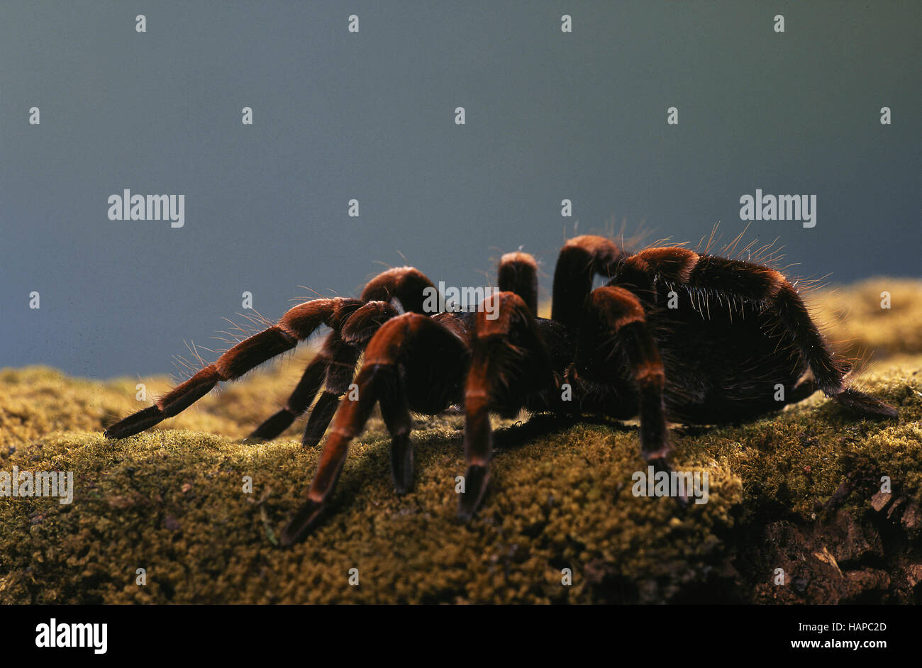 Spinne tarantel -Fotos und -Bildmaterial in hoher Auflösung – Alamy