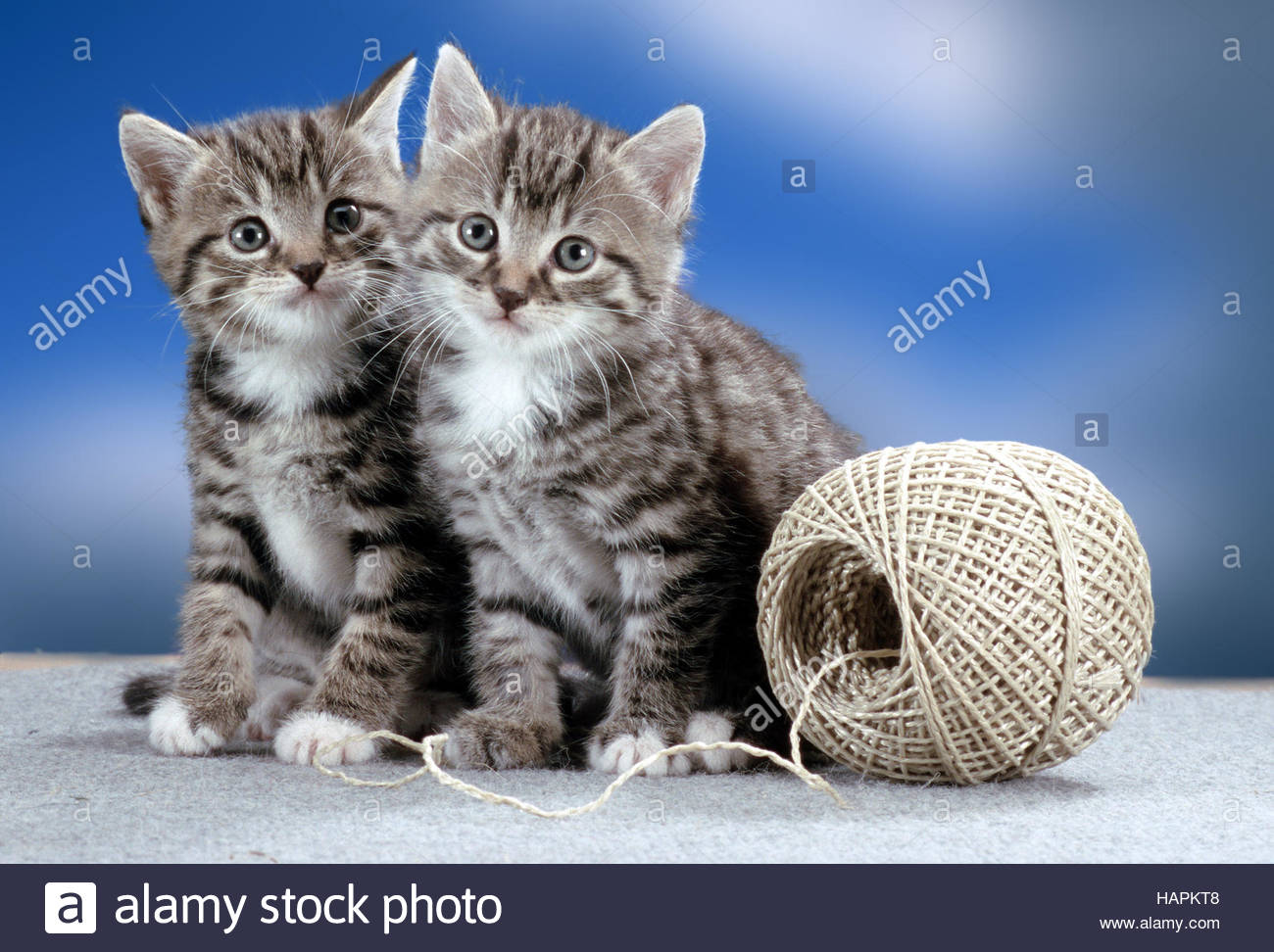 Zwei Katzen Stockfotos & Zwei Katzen Bilder - Alamy