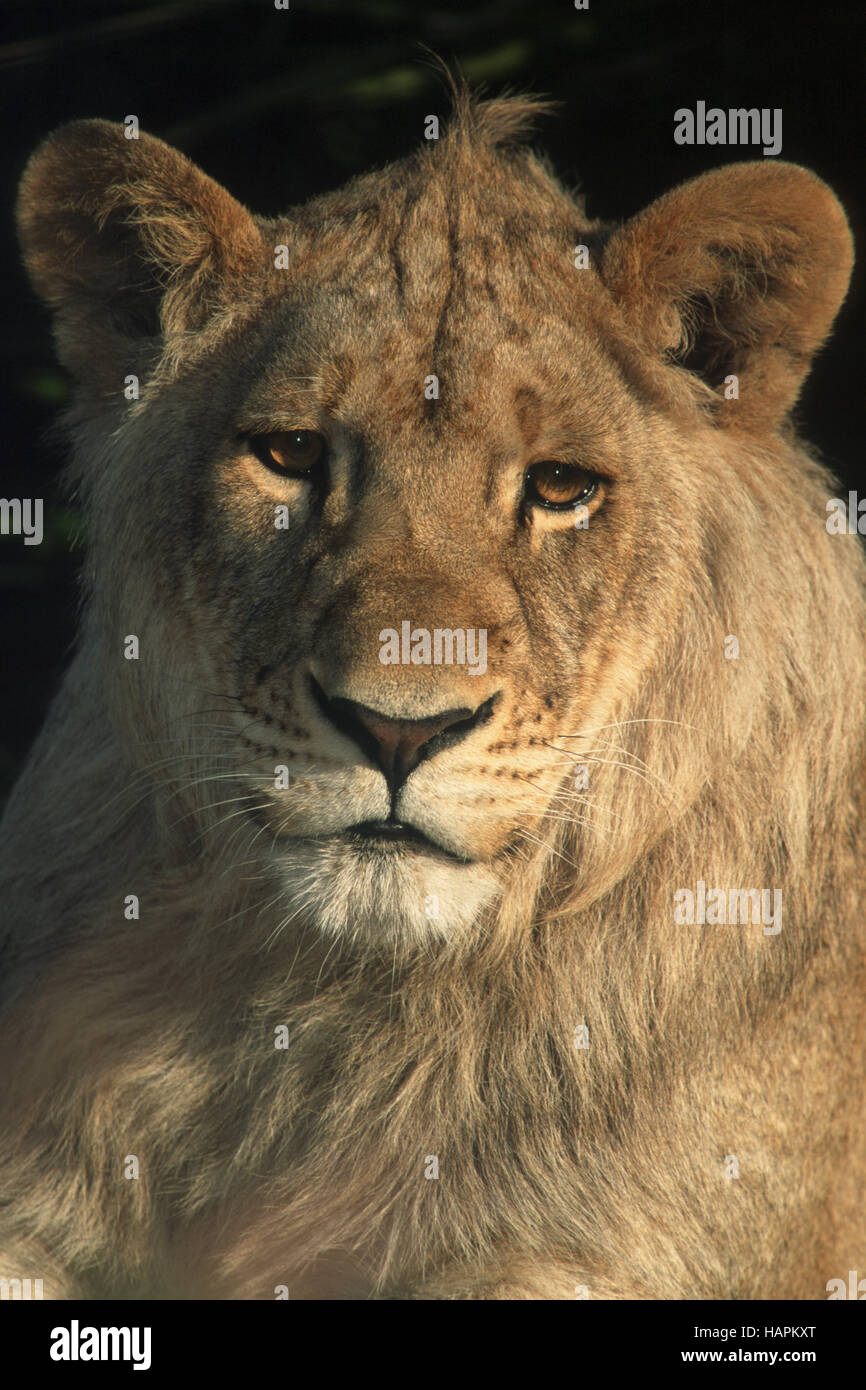 Loewe loewen -Fotos und -Bildmaterial in hoher Auflösung – Alamy
