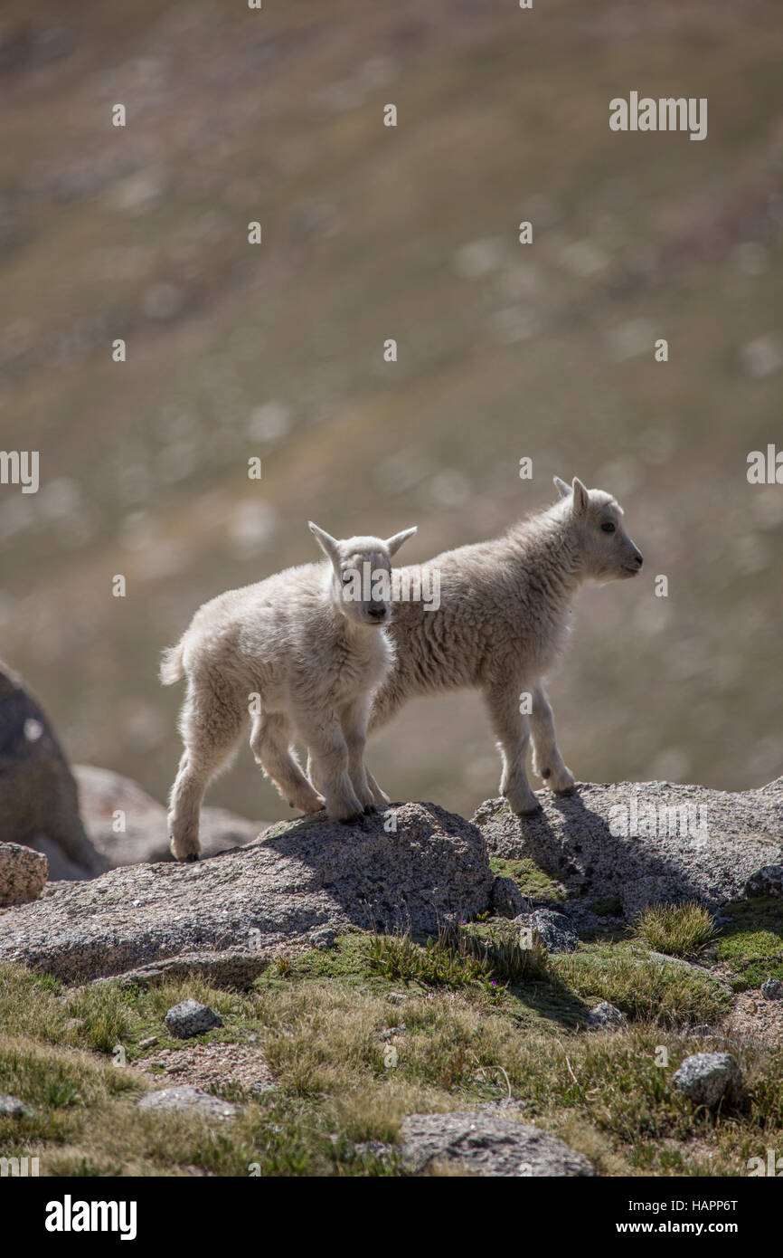 Ziegen baby -Fotos und -Bildmaterial in hoher Auflösung – Alamy