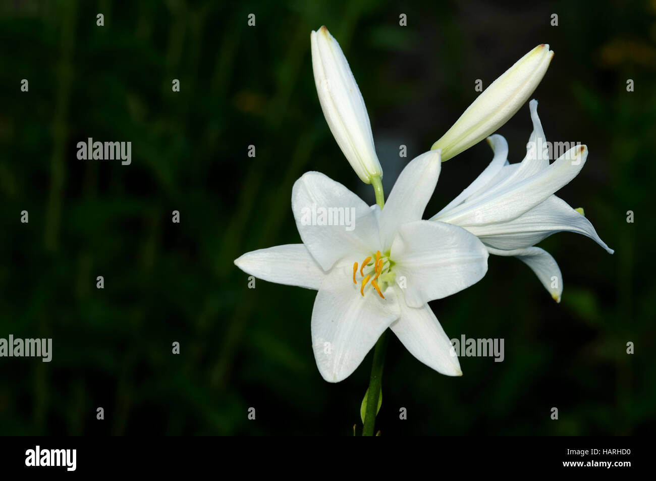Lilium candidum -Fotos und -Bildmaterial in hoher Auflösung – Alamy