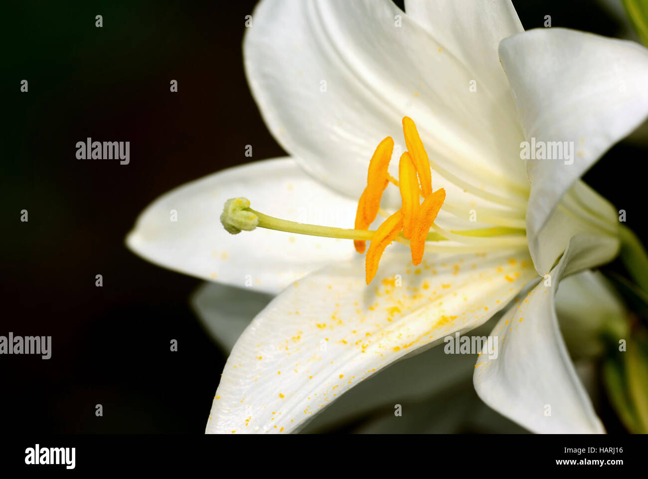 Lilium Candidum - Madonna Lilie Stockfotografie - Alamy