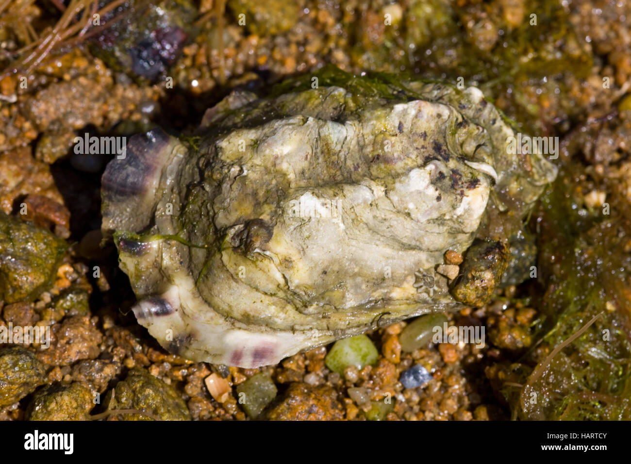 Pazifische auster -Fotos und -Bildmaterial in hoher Auflösung – Alamy