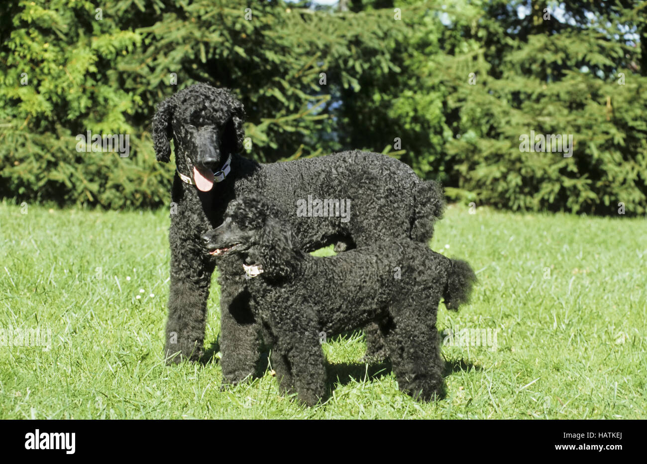 Hund wiese -Fotos und -Bildmaterial in hoher Auflösung – Alamy