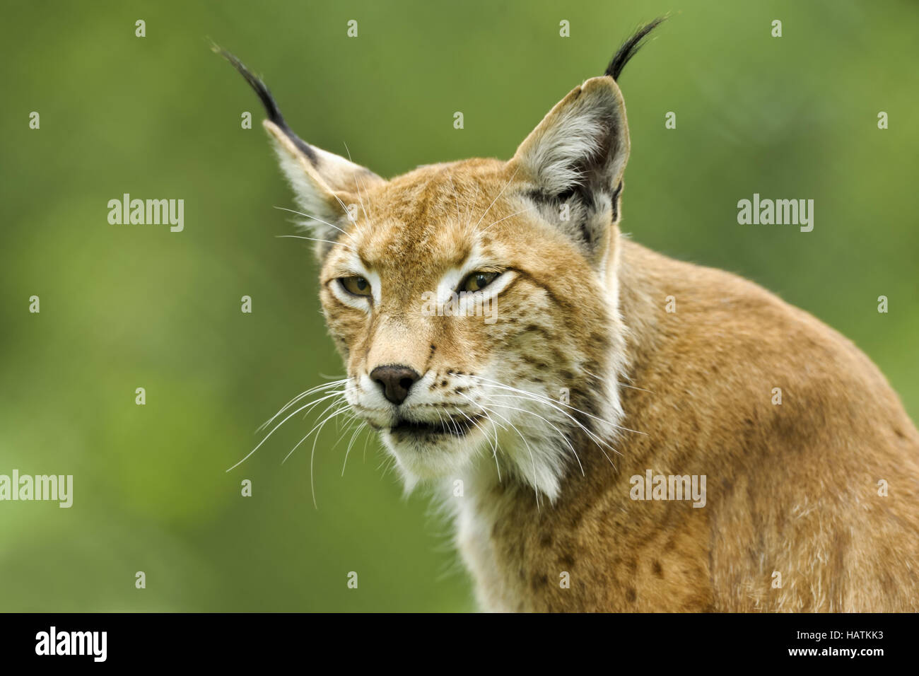 Eurasische luchs -Fotos und -Bildmaterial in hoher Auflösung – Alamy