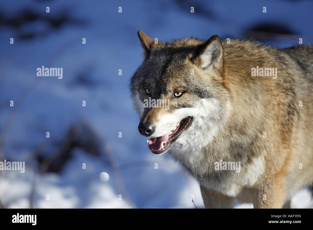 Snow wolf -Fotos und -Bildmaterial in hoher Auflösung – Alamy
