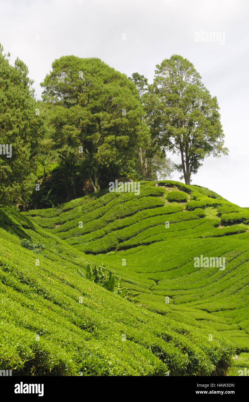 Cameron highlands teeplantage Stockfotos und -bilder Kaufen - Alamy