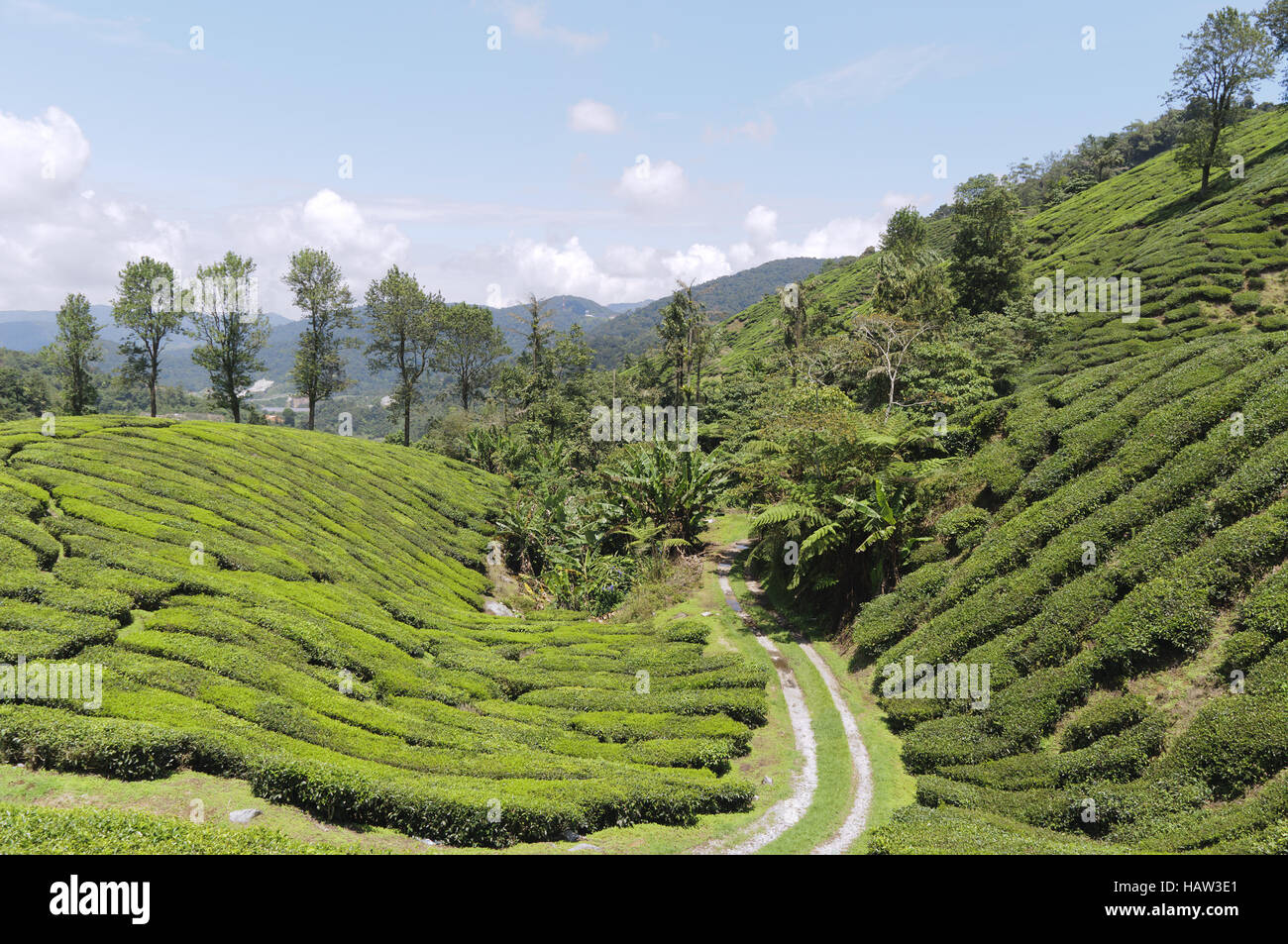 Cameron highlands teeplantage Stockfotos und -bilder Kaufen - Alamy