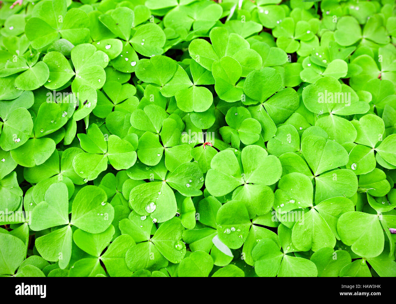 Hintergrund klee -Fotos und -Bildmaterial in hoher Auflösung – Alamy