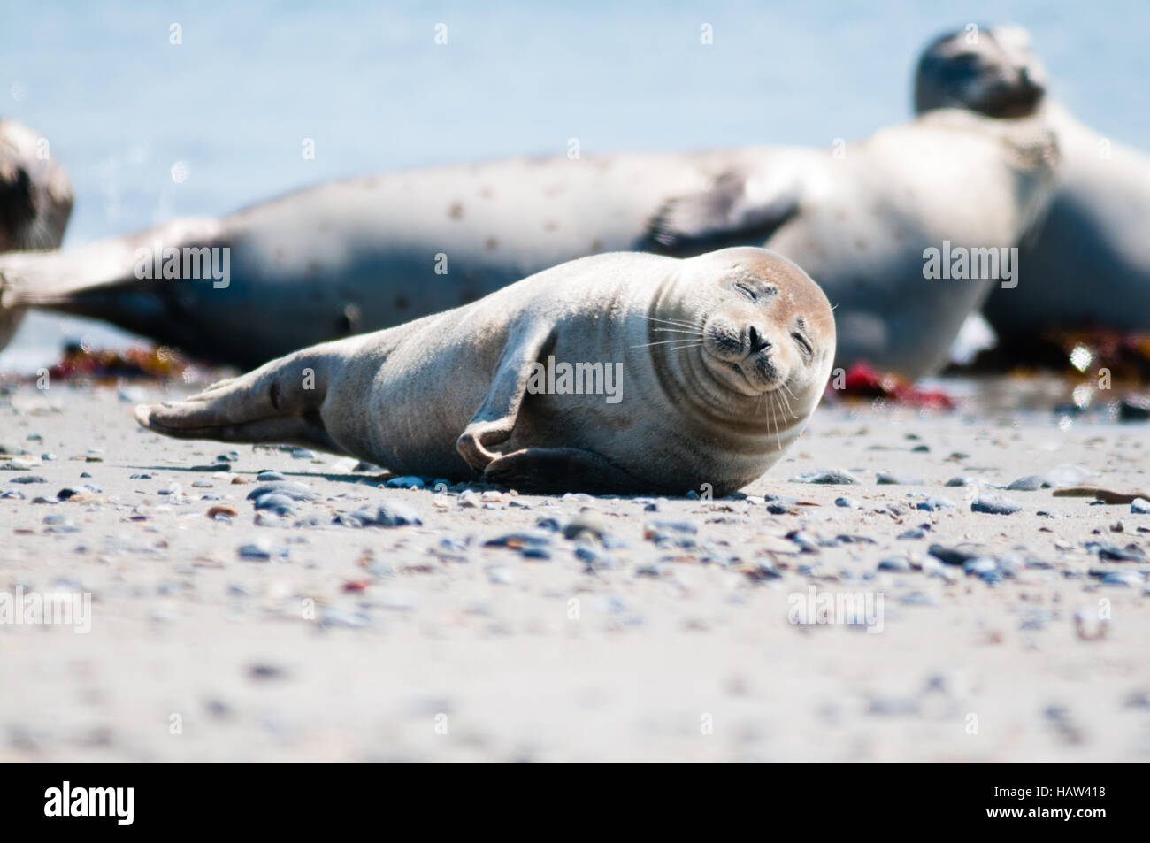 Klein helgoland -Fotos und -Bildmaterial in hoher Auflösung – Alamy