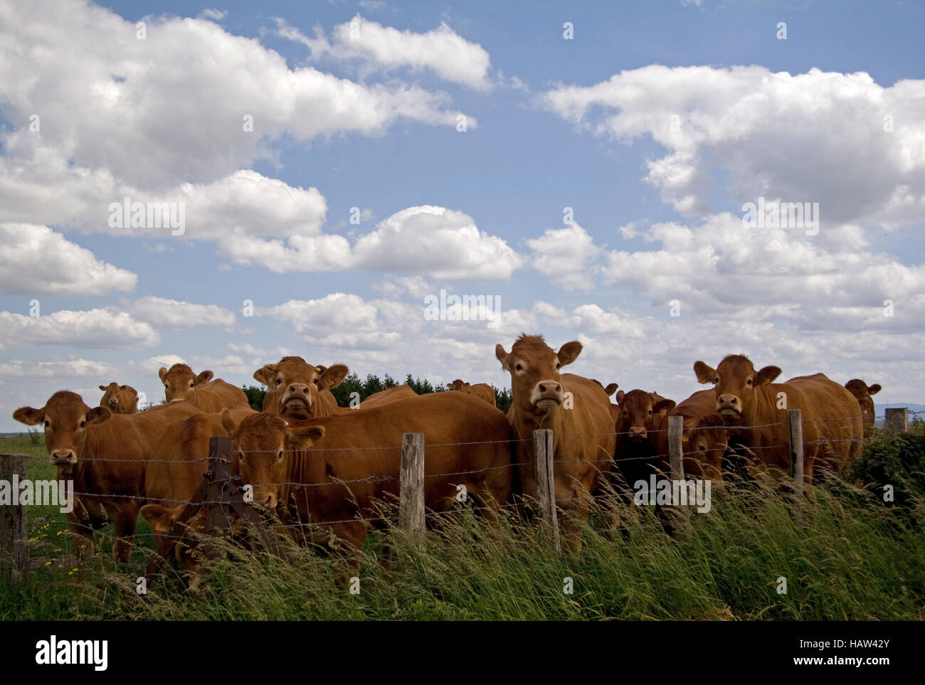 Tiere rinder gesichter -Fotos und -Bildmaterial in hoher Auflösung – Alamy