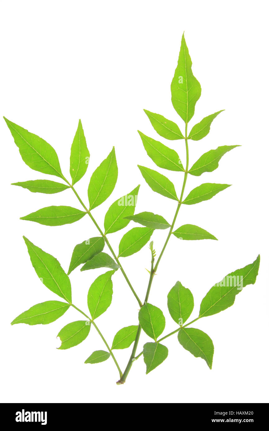 Szechuan pfeffer -Fotos und -Bildmaterial in hoher Auflösung – Alamy