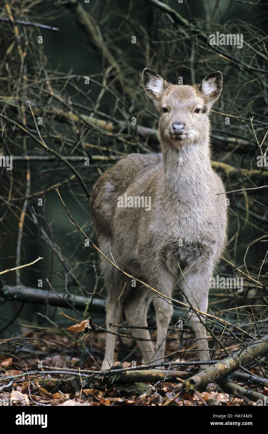 Dybowski Sika Hirsch Reh im Winter Fell Stockfotografie - Alamy