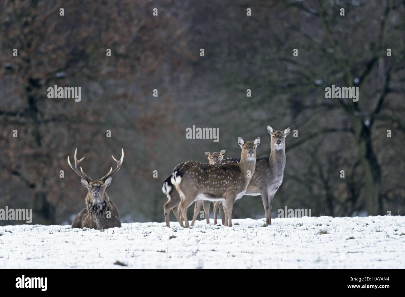 Sika Kalb Stockfotos und -bilder Kaufen - Alamy
